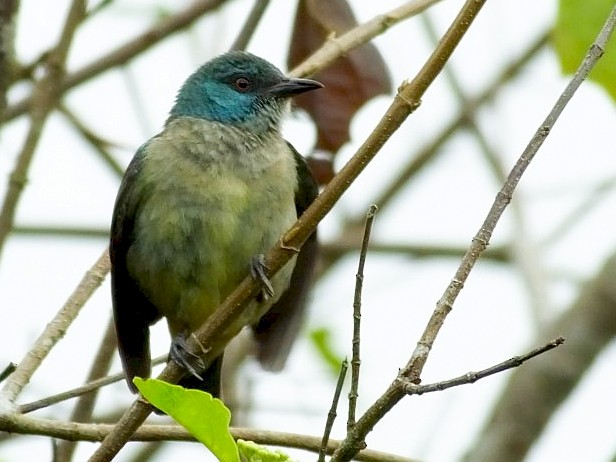 Scarlet-thighed Dacnis - eBird