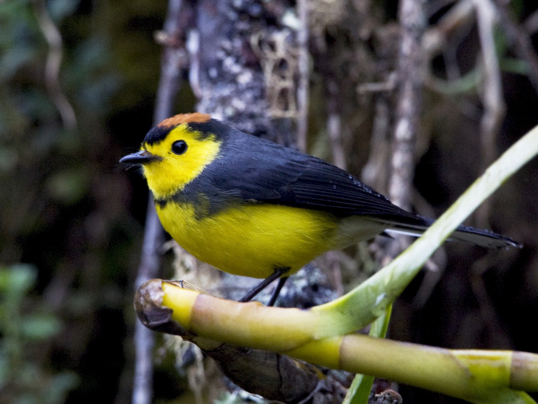 Collared Redstart - eBird