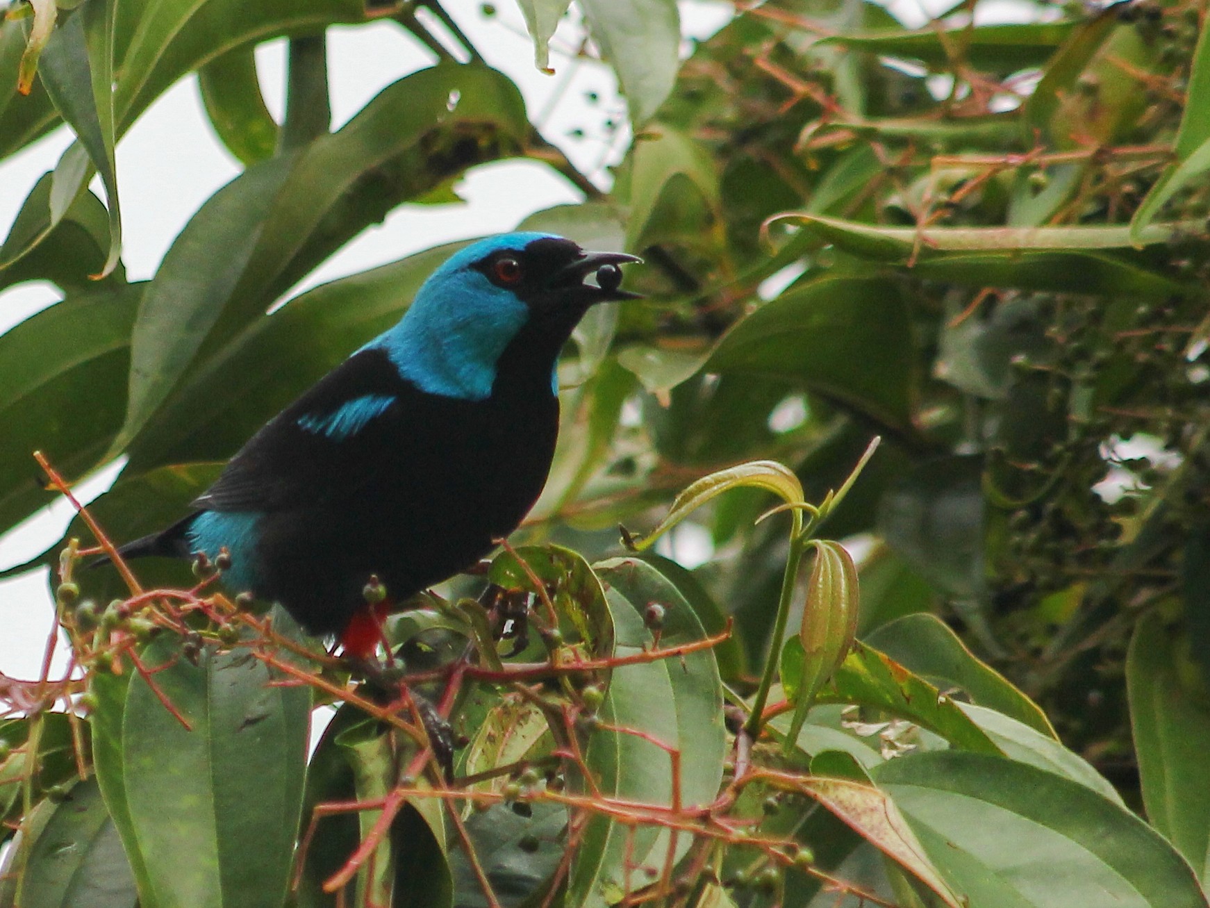 Scarlet-thighed Dacnis - eBird