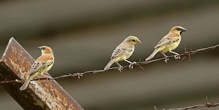 Plain-backed Sparrow - Passer flaveolus - Birds of the World