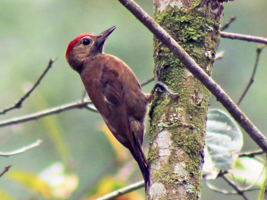 Smoky-brown Woodpecker - eBird