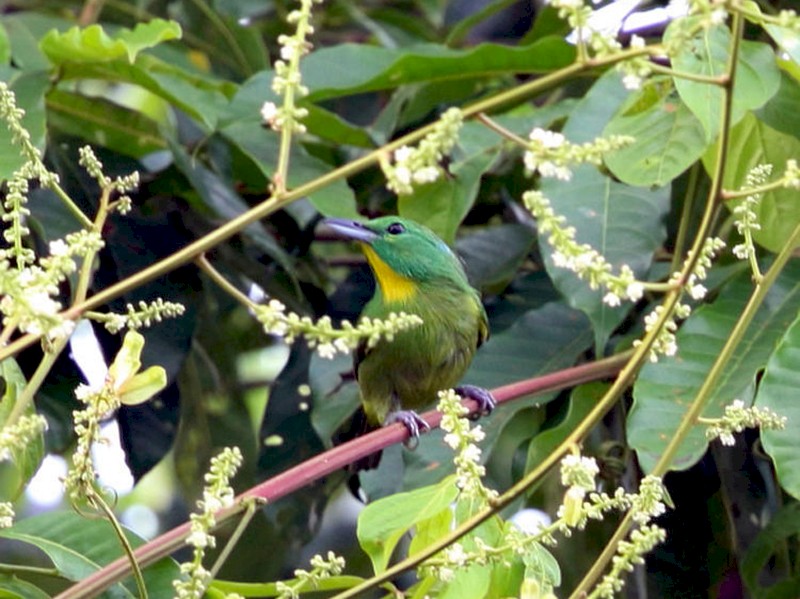 Green Shrike-Vireo - eBird