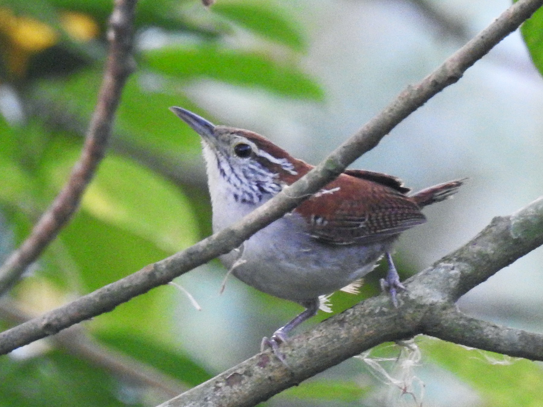 Rufous-and-white Wren - eBird