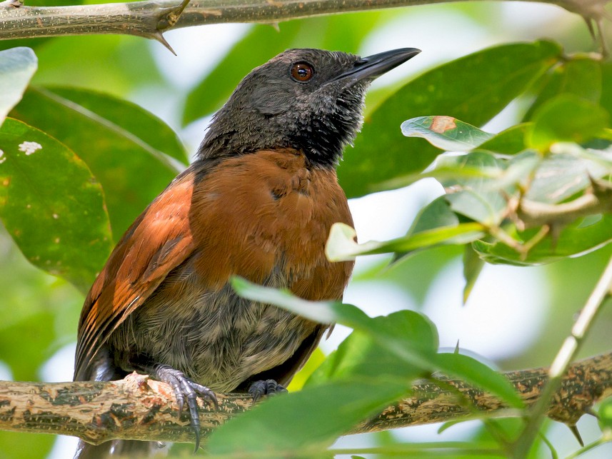 Rufous-breasted Spinetail - eBird