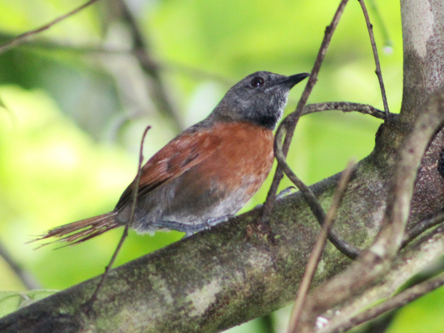 Rufous-breasted Spinetail - eBird