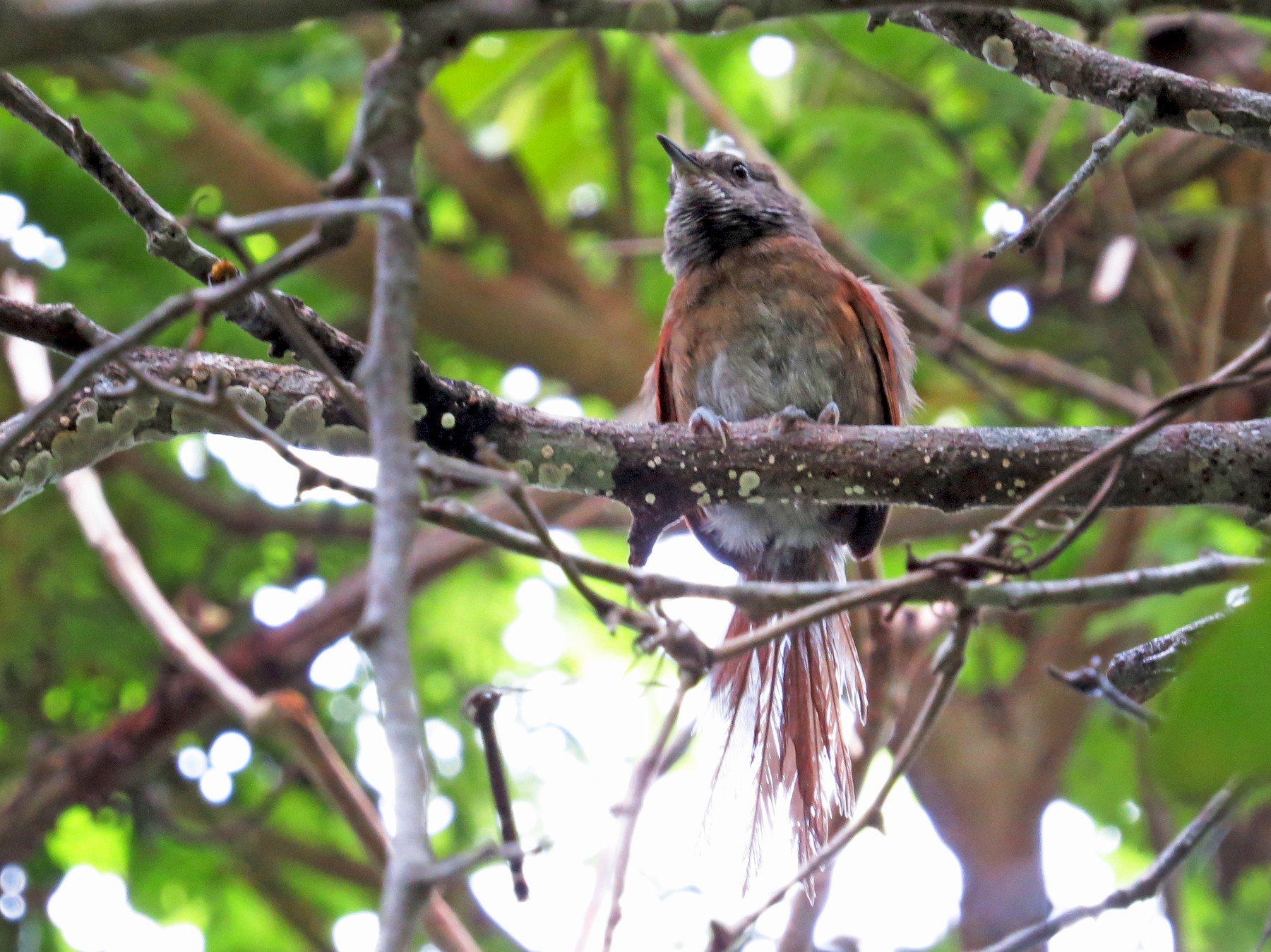 Rufous-breasted Spinetail - eBird