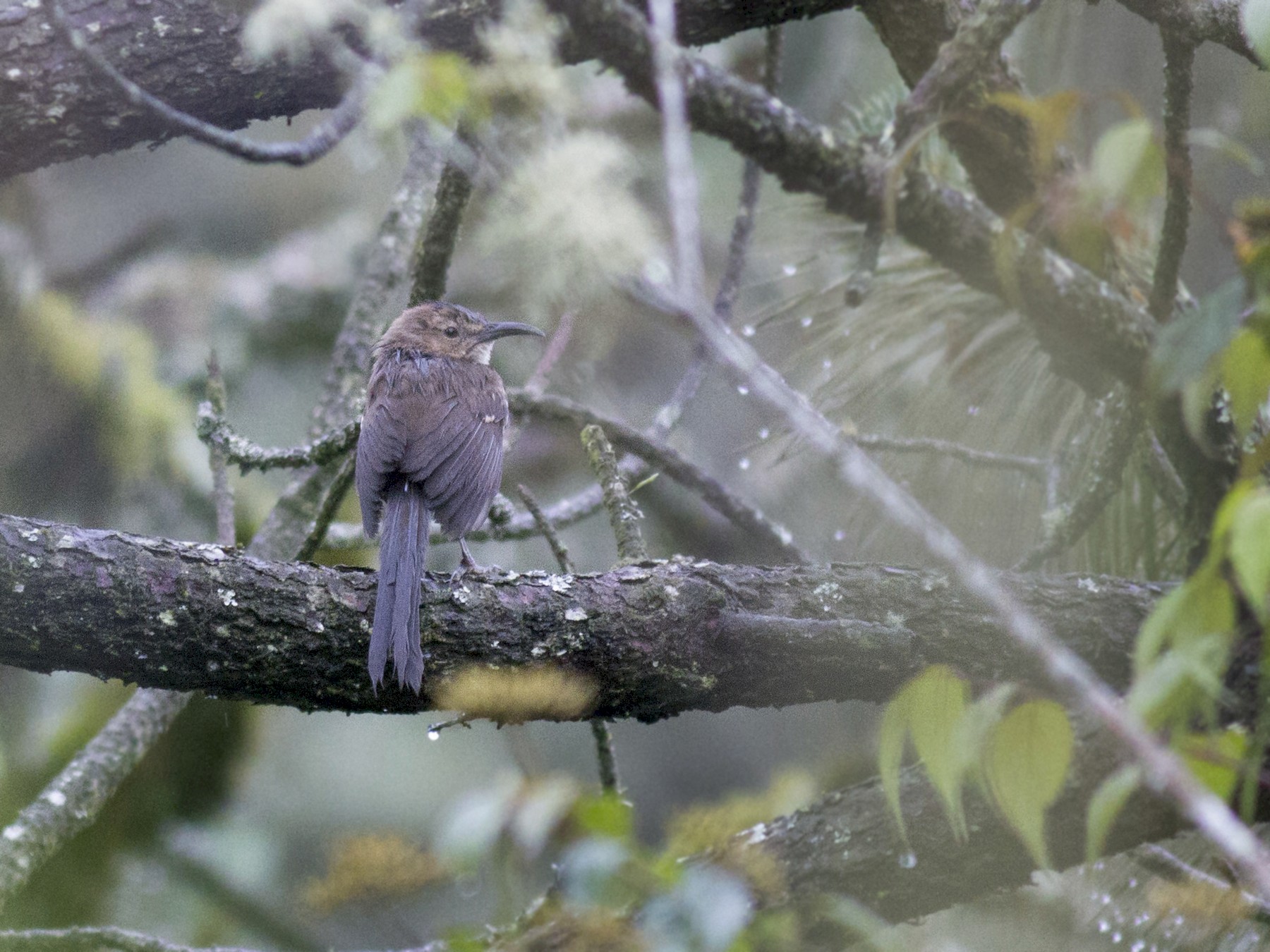 Ocellated Thrasher - eBird
