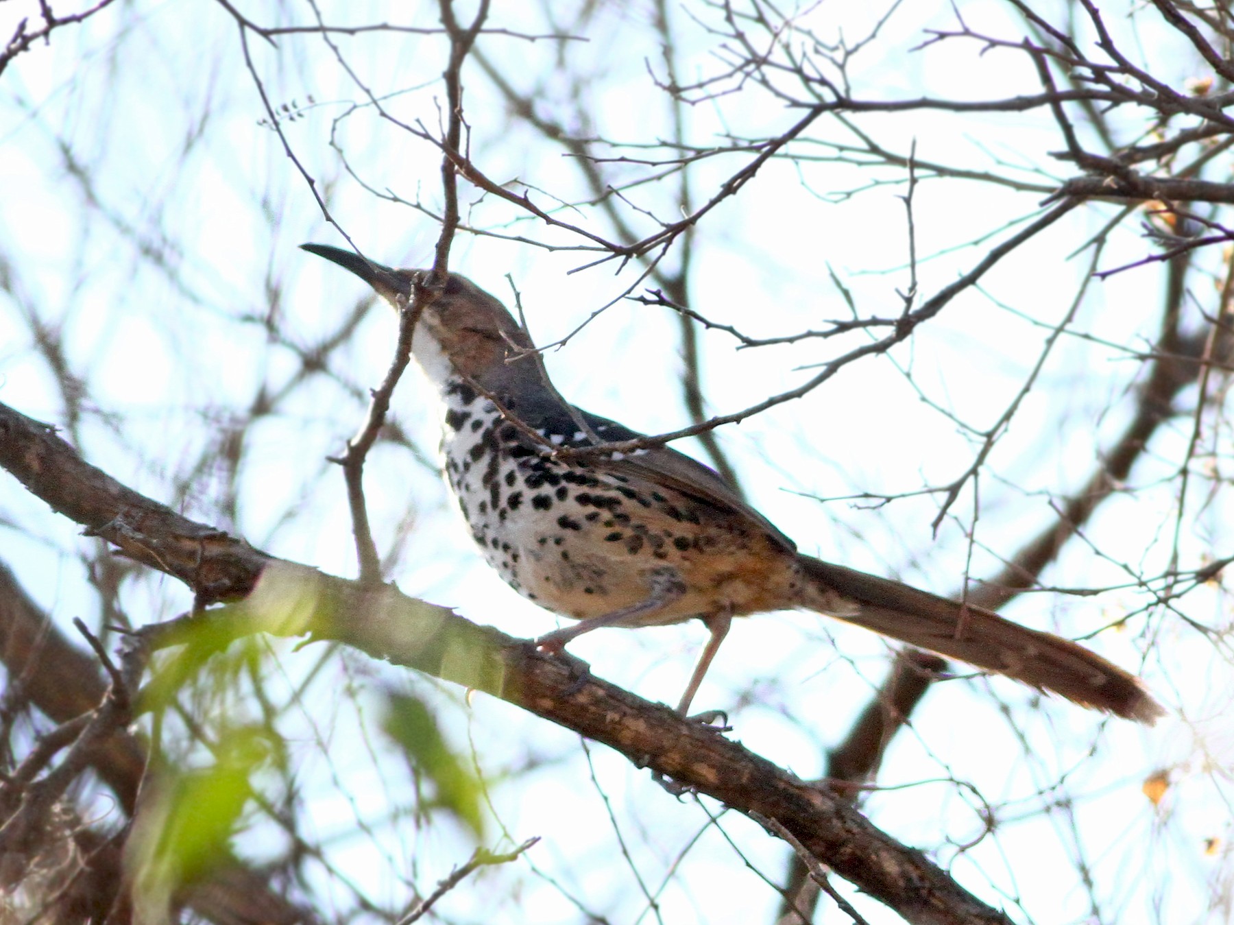 Ocellated Thrasher - eBird