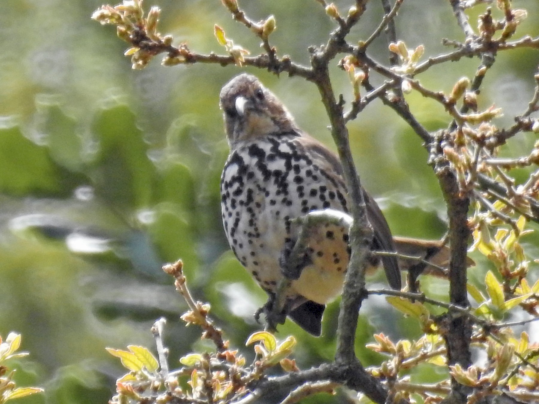 Ocellated Thrasher - eBird