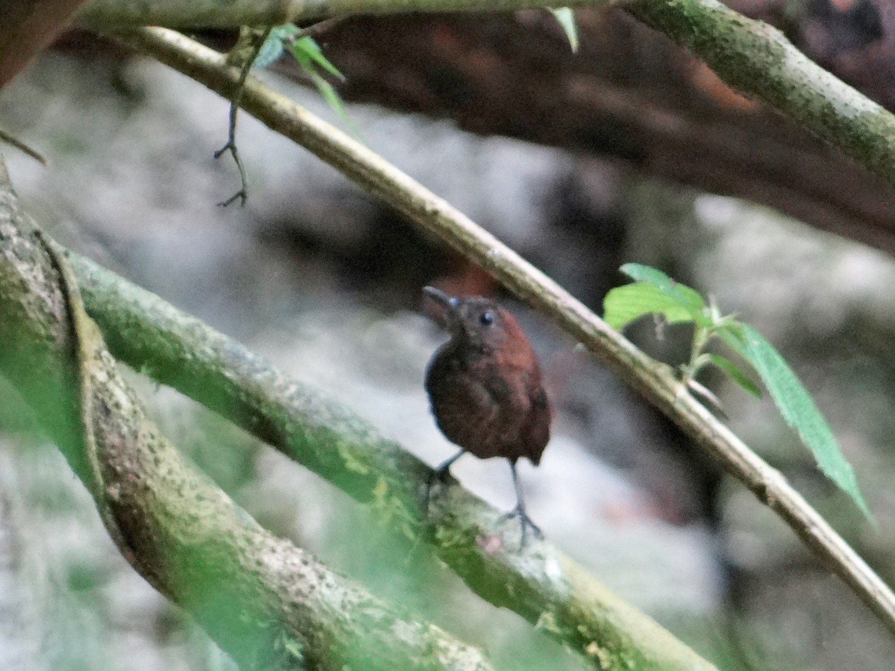 Nightingale Wren - eBird