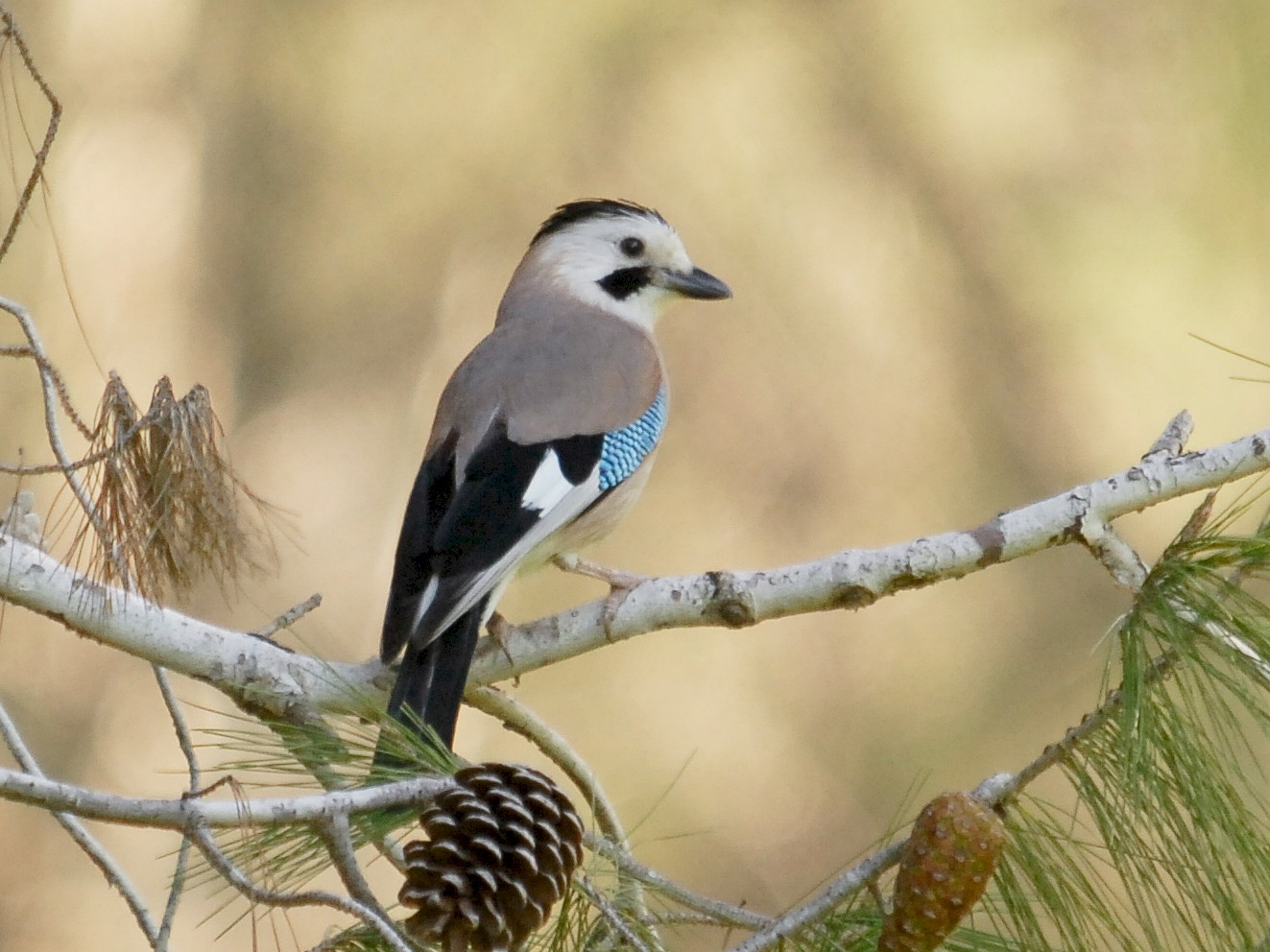 Eurasian Jay - eBird