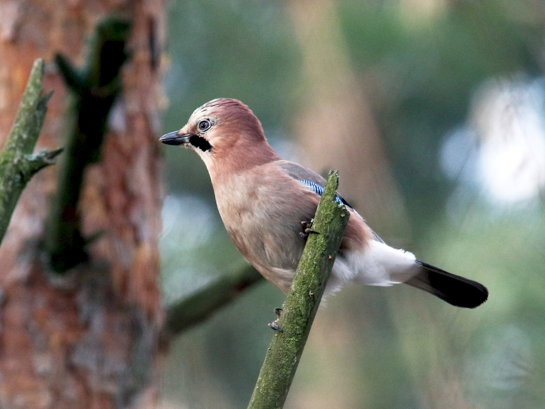 Eurasian Jay - eBird