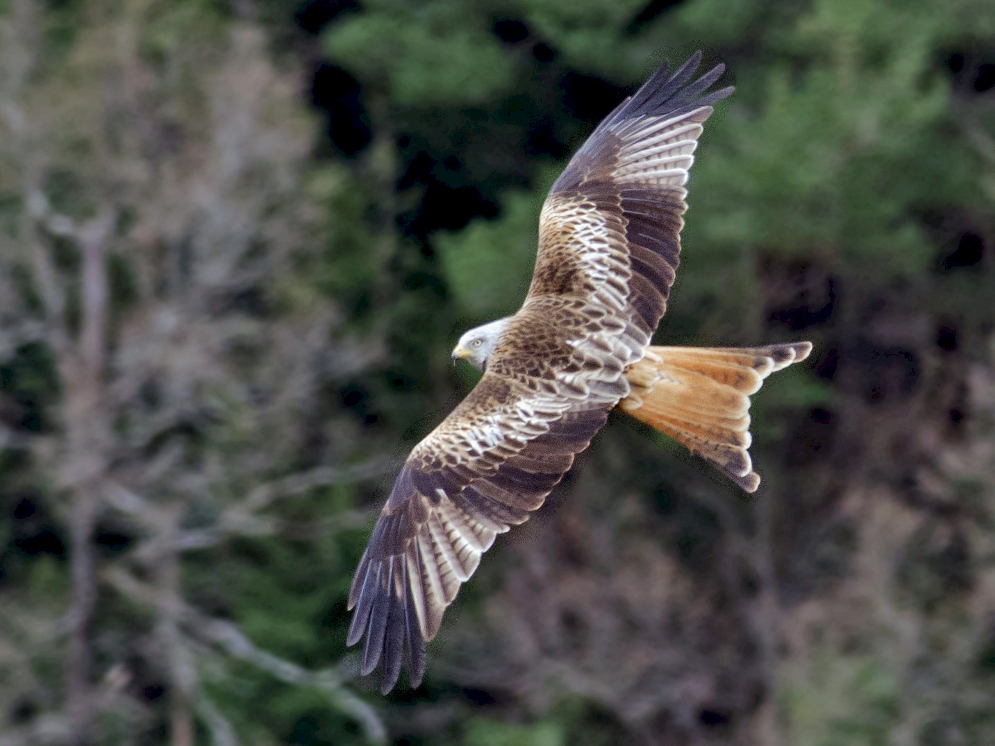 Red Kite - eBird