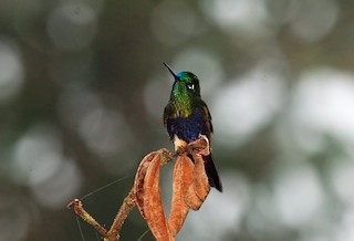 Colorful Puffleg - Eriocnemis mirabilis - Birds of the World