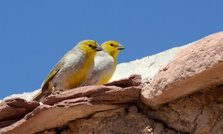 Citron-headed Yellow-Finch - Sicalis luteocephala - Birds of the World