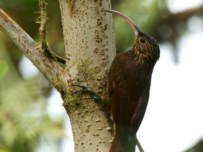 Brown-billed Scythebill - eBird