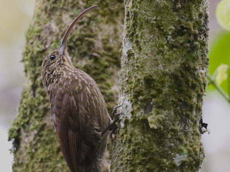 Brown-billed Scythebill - eBird