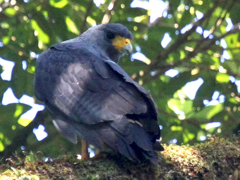 Barred Hawk - eBird