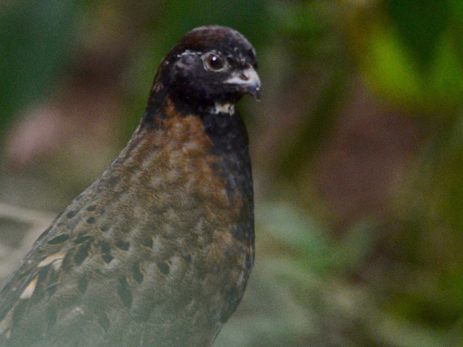Black-breasted Wood-Quail - eBird