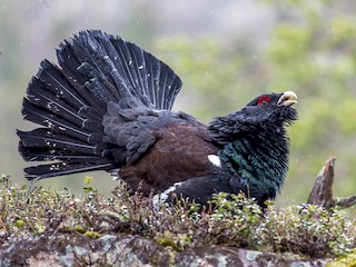 Western Capercaillie - Tetrao urogallus - Birds of the World