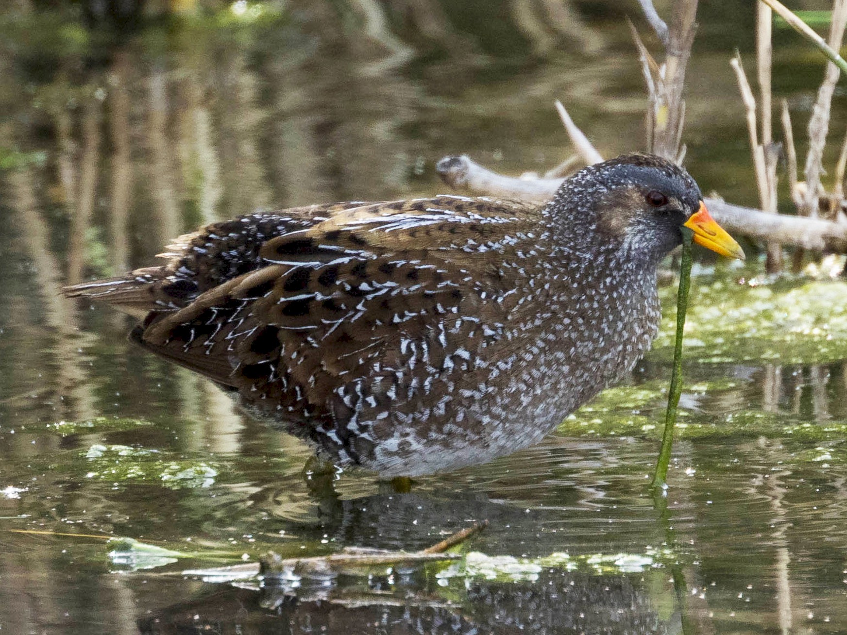 Spotted Crake - eBird