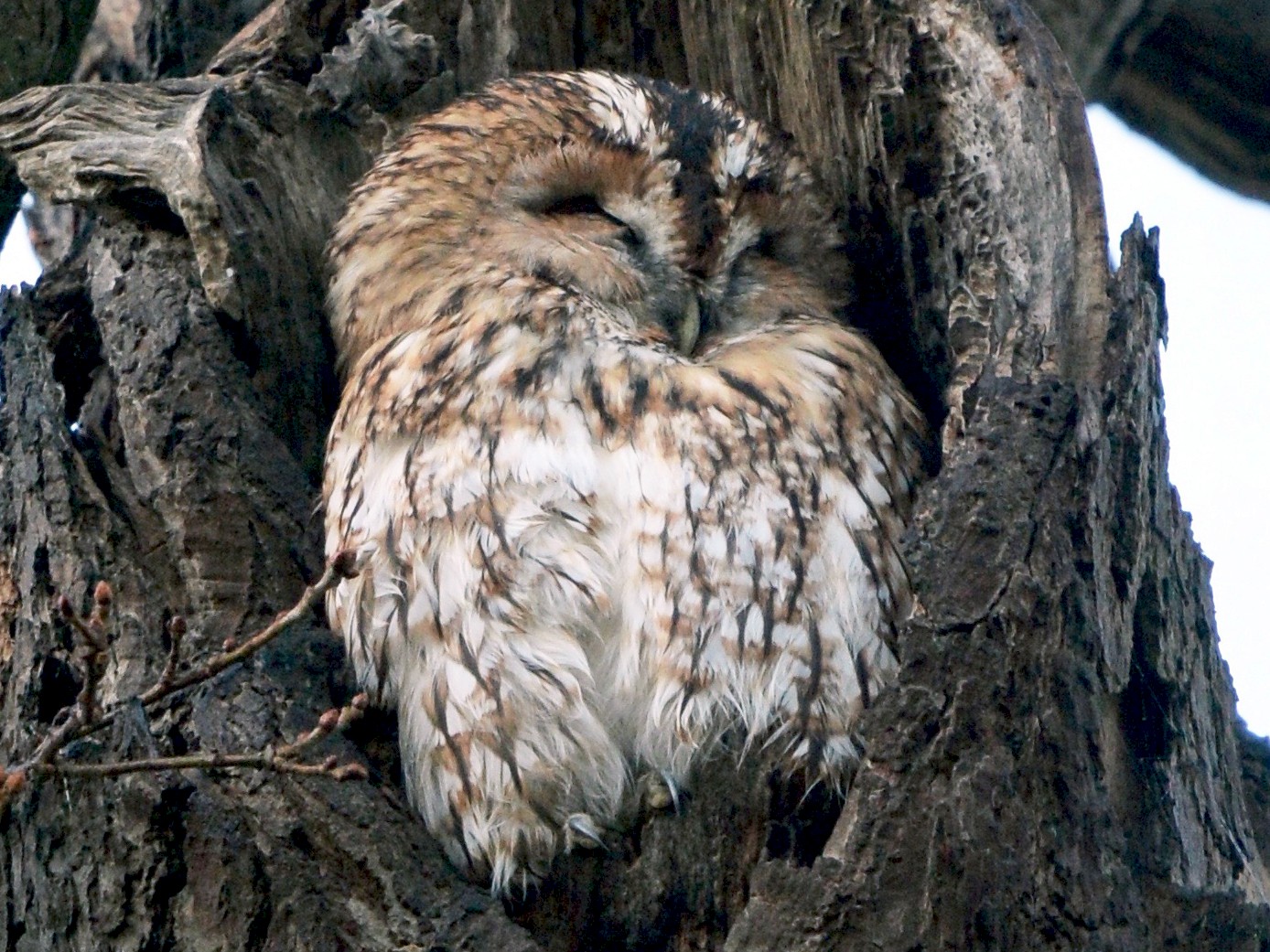 Tawny Owl - eBird