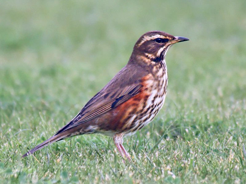 Redwing - eBird