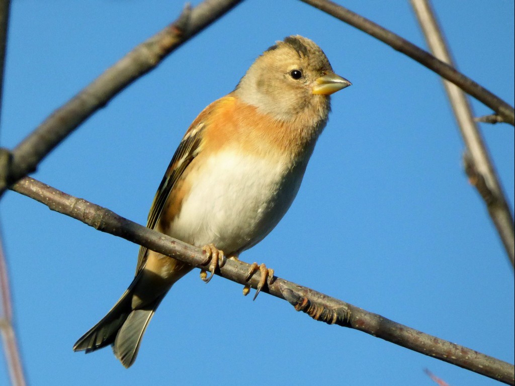 Brambling - eBird