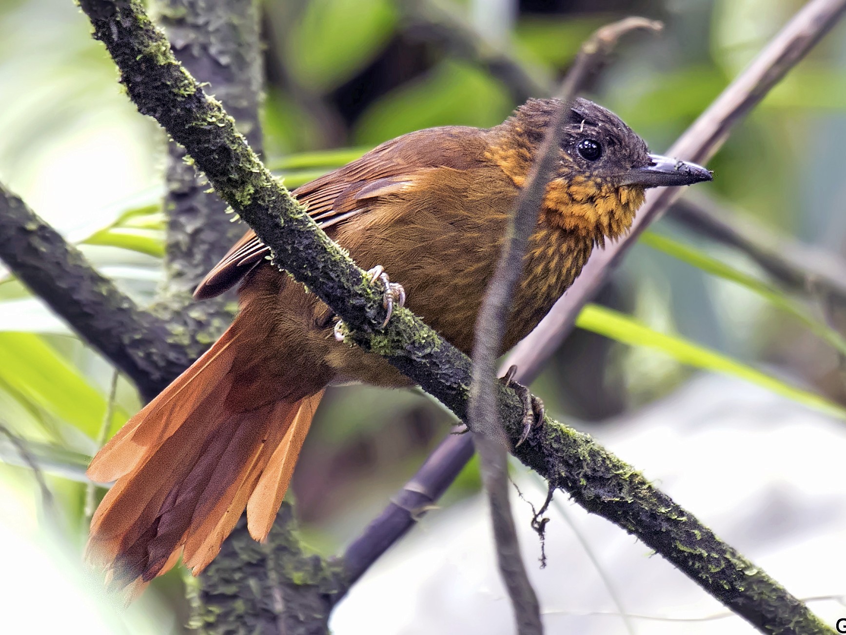 Streak-breasted Treehunter - eBird
