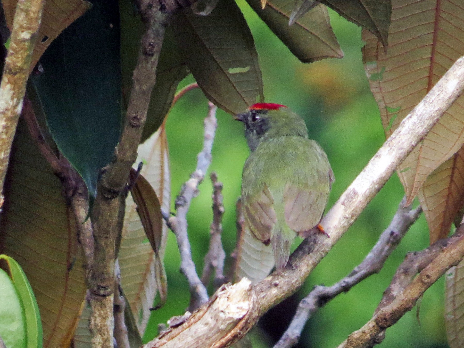 Lance-tailed Manakin - eBird