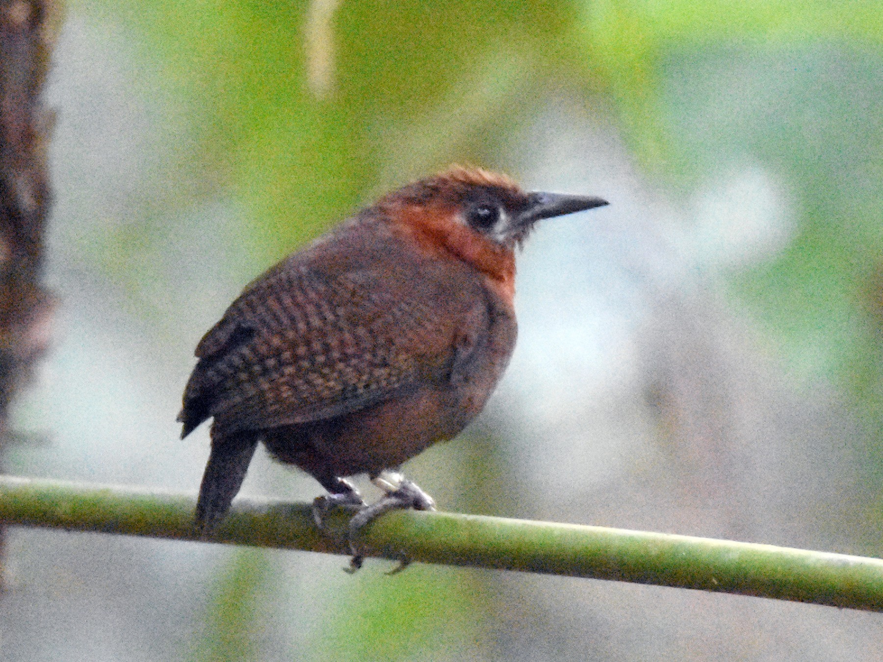 Song Wren - eBird