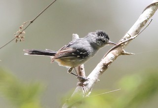 Caatinga Antwren - Herpsilochmus sellowi - Birds of the World
