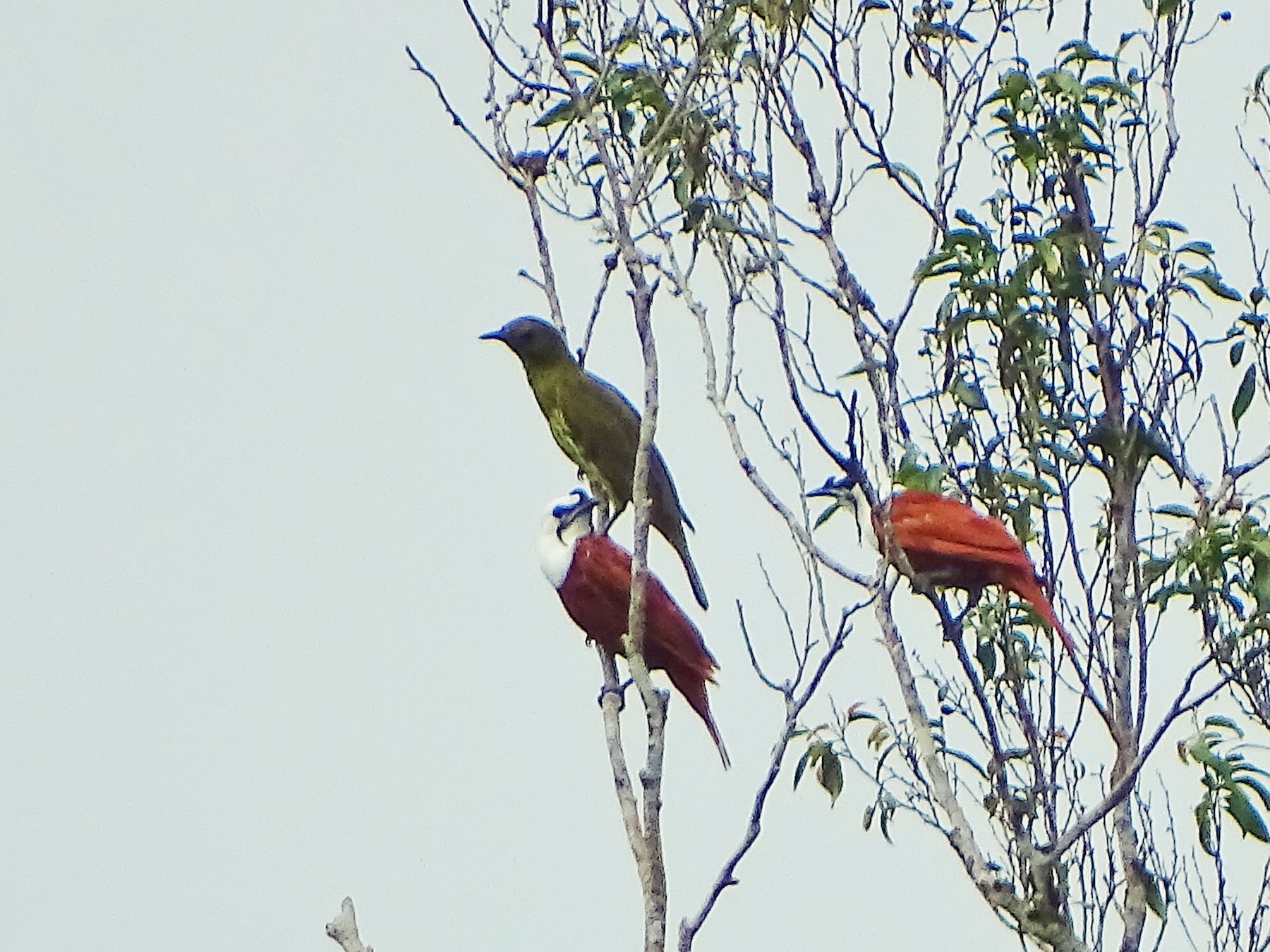 Three-wattled Bellbird - eBird