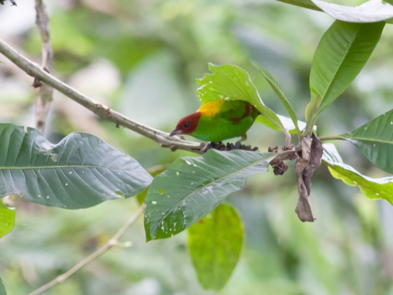 Rufous-winged Tanager - eBird