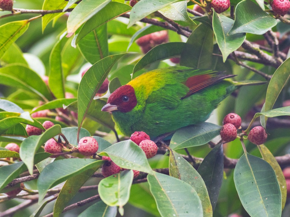Rufous-winged Tanager - eBird