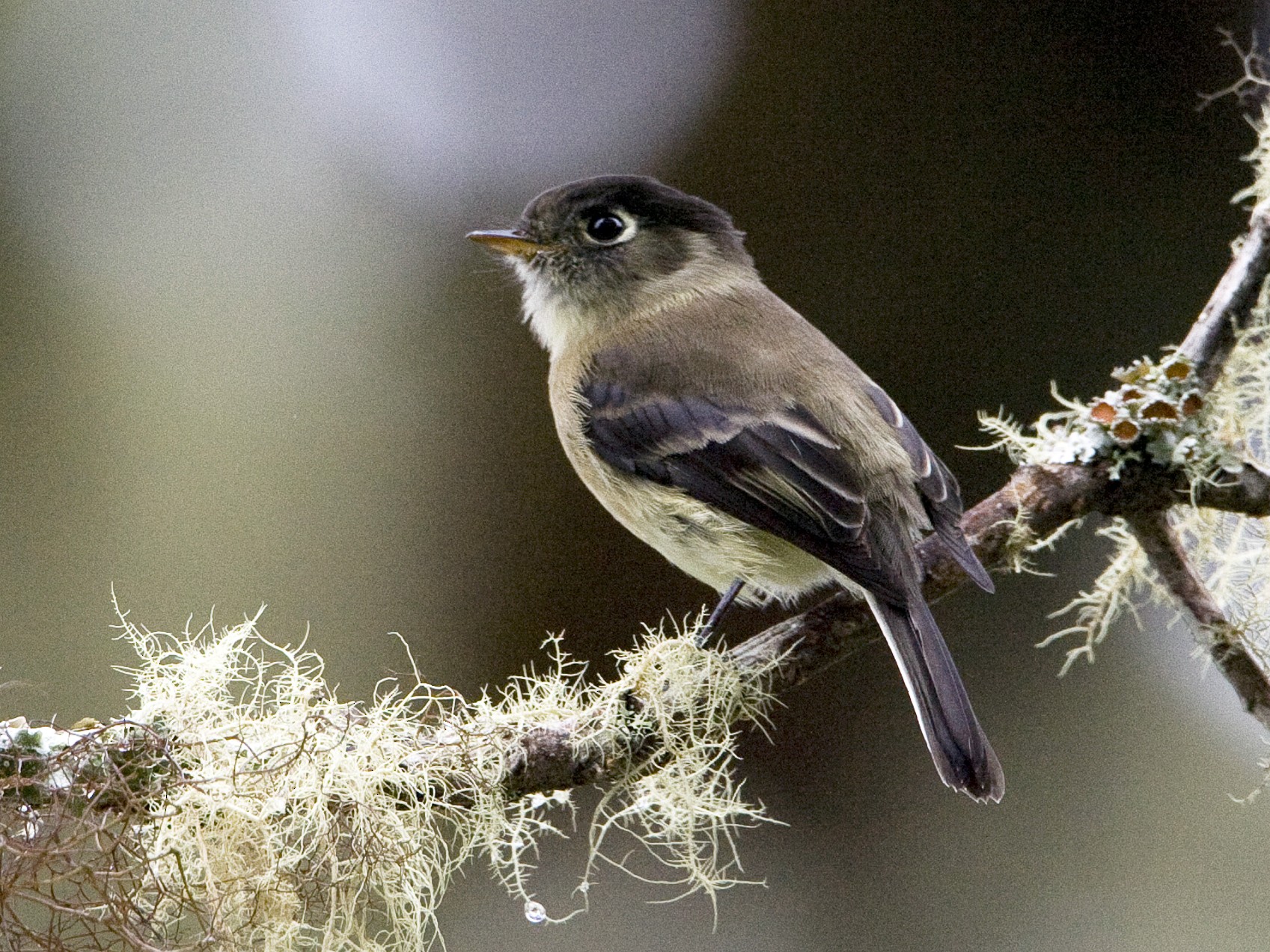 Black-capped Flycatcher - eBird