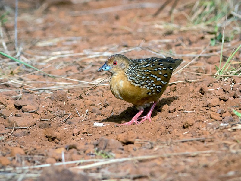 Ocellated Crake - eBird