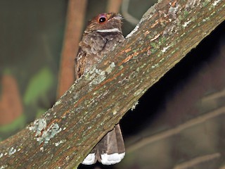 Eared Poorwill - Nyctiphrynus mcleodii - Birds of the World