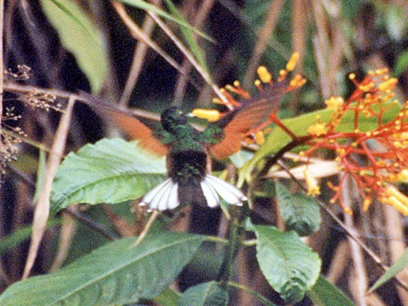 White-tailed Hummingbird - eBird