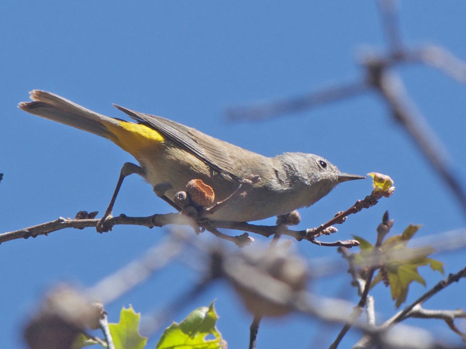 Colima Warbler - eBird