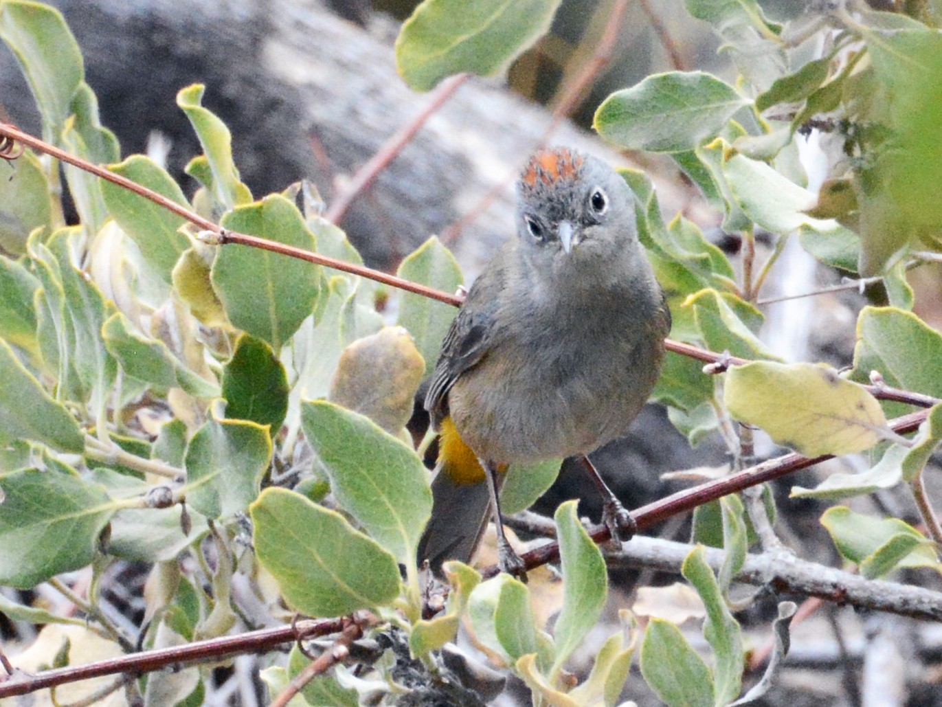 Colima Warbler - eBird