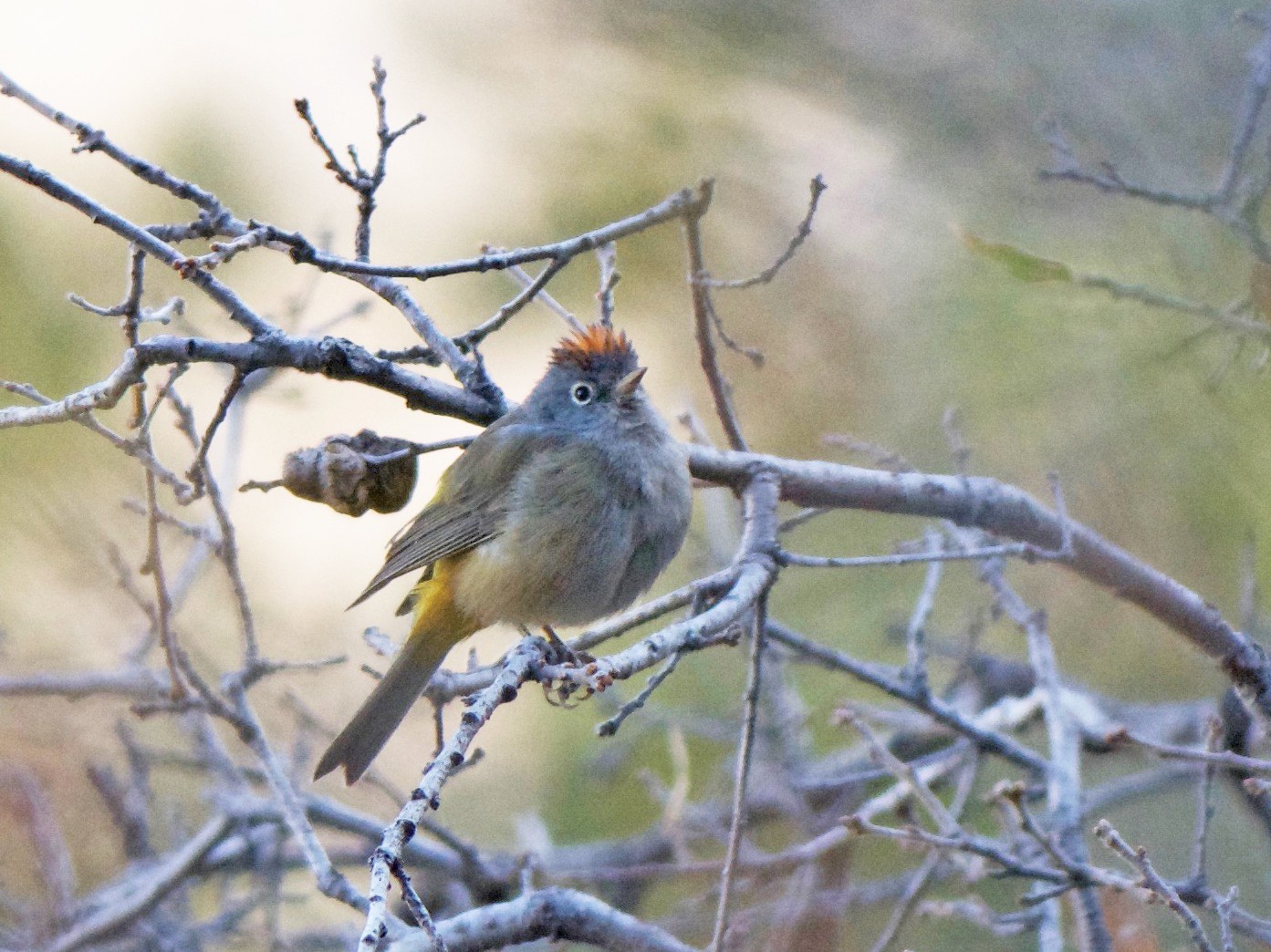 Colima Warbler - eBird
