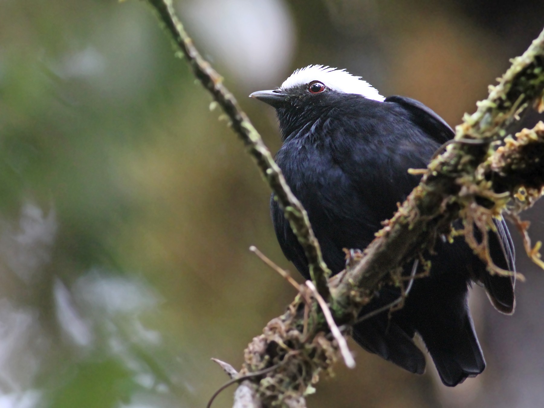 White-crowned Manakin - eBird