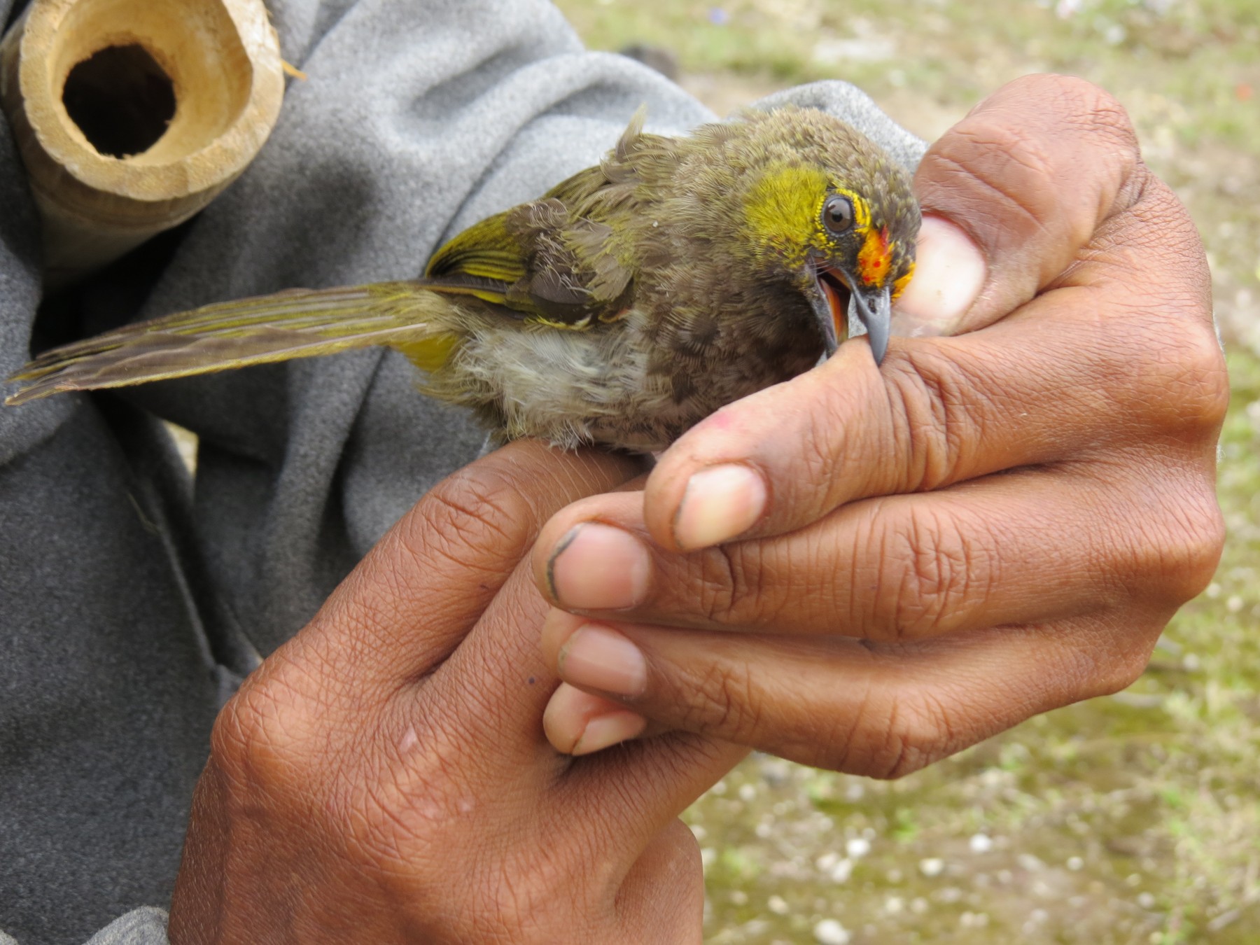 Aceh Bulbul - eBird