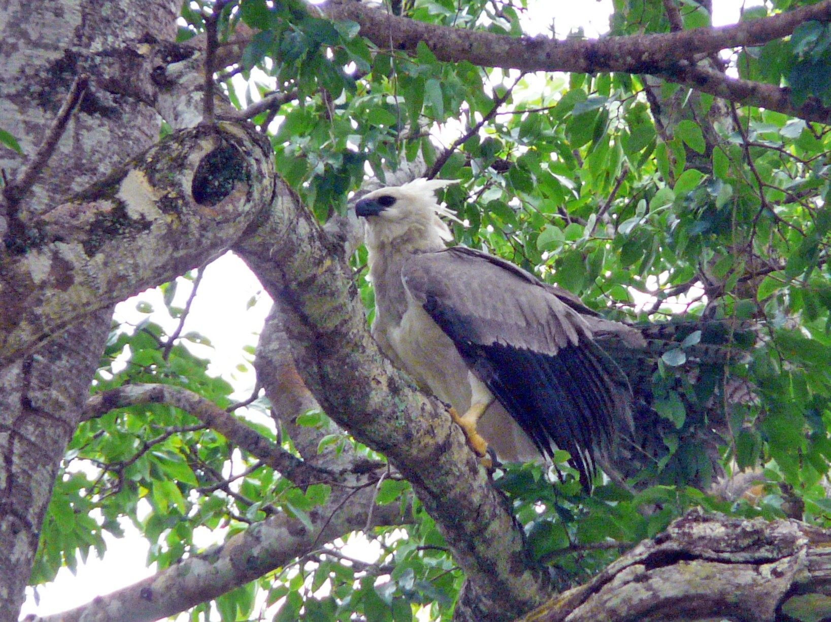 Harpy Eagle - eBird