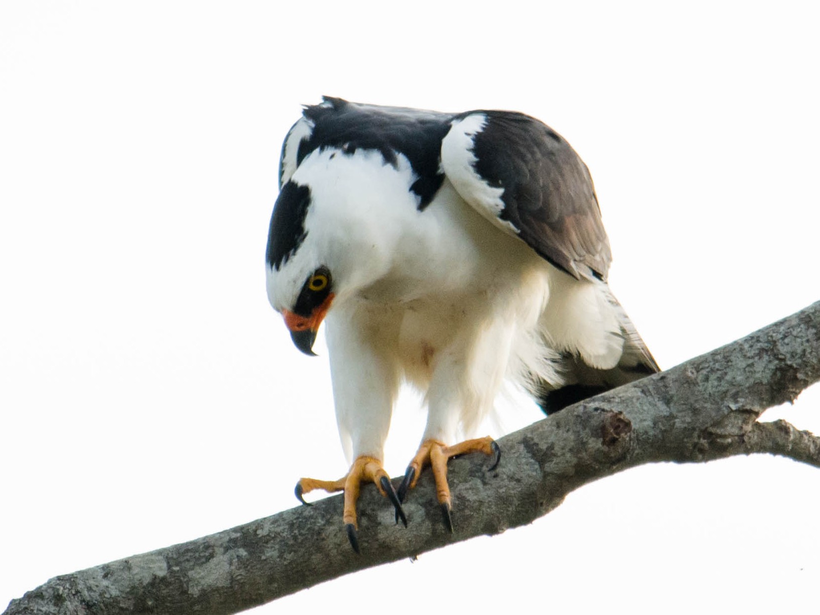 Aigle noir et blanc - eBird