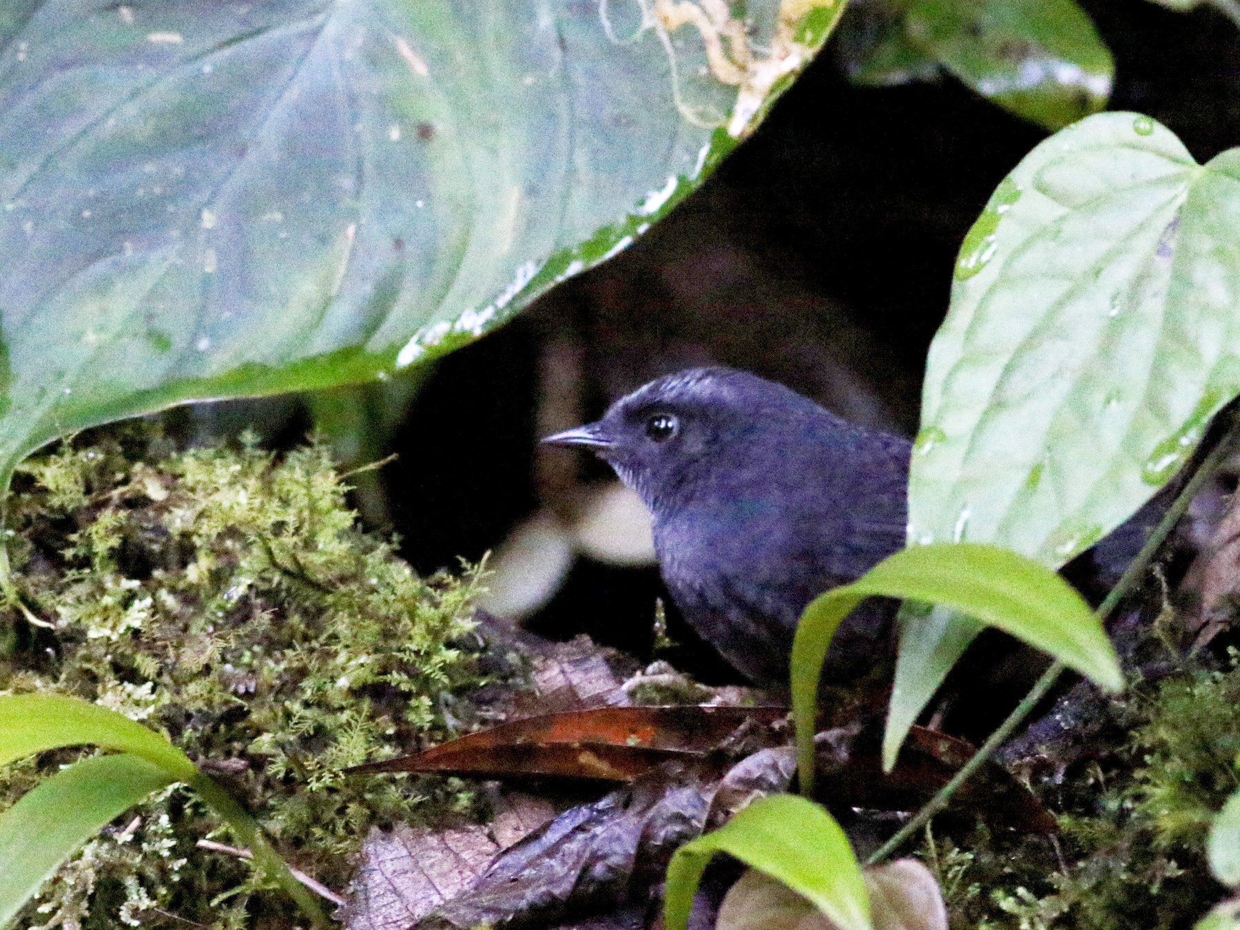 Silvery-fronted Tapaculo - eBird