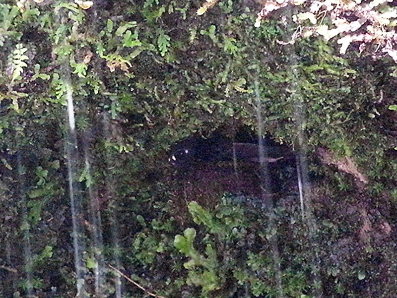 Spot-fronted Swift - eBird