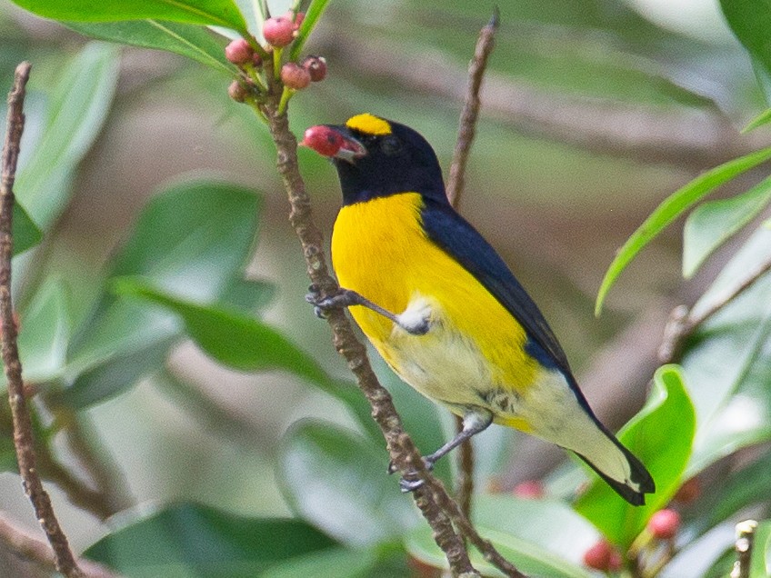 White-vented Euphonia - eBird