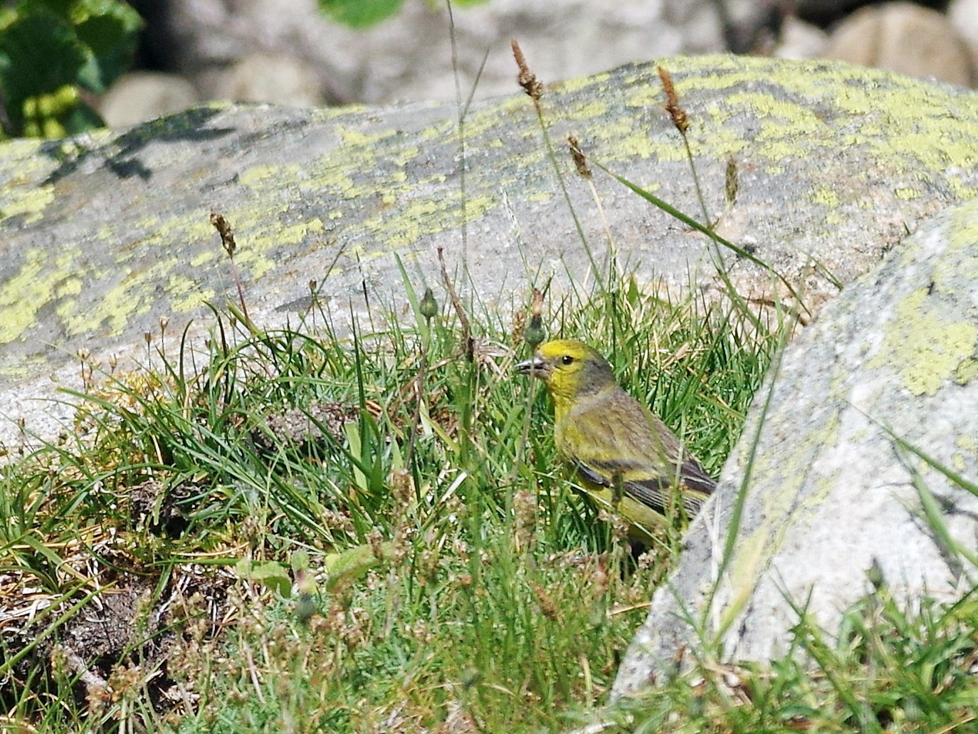 Corsican Finch - eBird